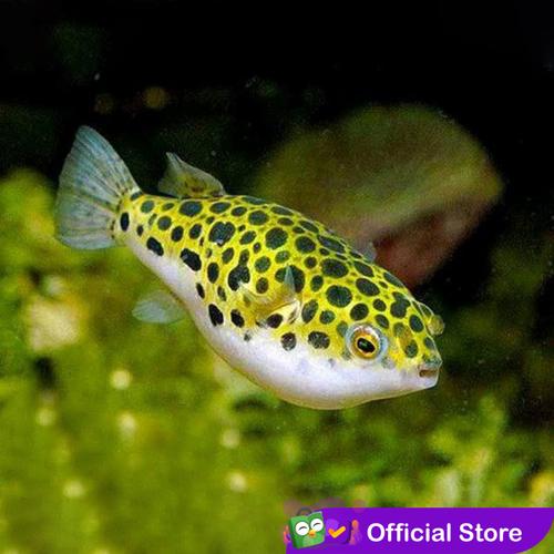 Jual Buntal Hijau Totol / Puffer Fish / Ikan Hias Air Tawar - Size ± ...