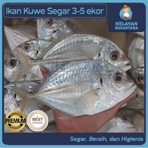 Jual Ikan Kuwe (1Kg) isi 3-5 Ekor/Ikan Kue Fresh/Seafood - 250 gram ...