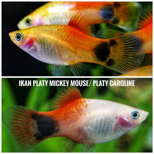 Jual Ikan Hias murah Platy Mickey Mouse atau Platy Caroline - Kab ...
