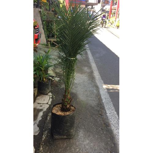 Jual Tanaman Palem Phoenix 1 Meter - Kota Batu - Tanamanbuahtin | Tokopedia