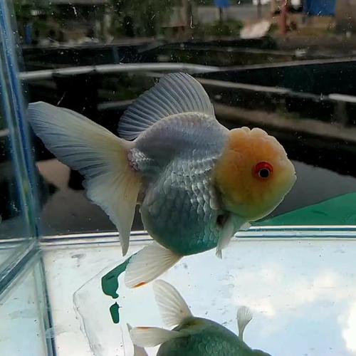 Jual Ikan Mas Koki Oranda Snow White / mas koki / Oranda short body ...