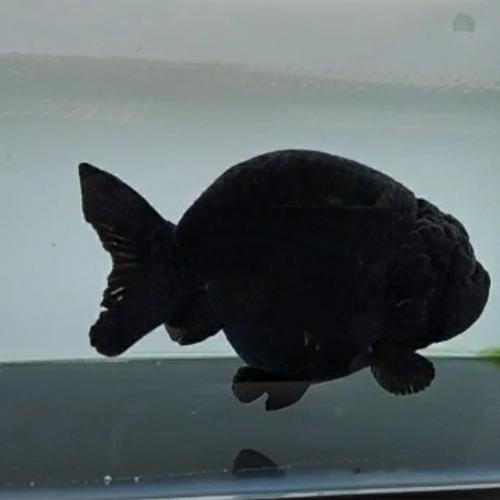 Jual Ikan Mas Koki Rancu Black Import Thailand - S - Kota Tangerang ...