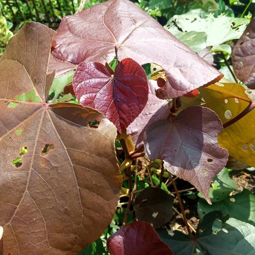 Jual Bahan bonsai waru merah super red - Kab. Cilacap - budii riyan ...