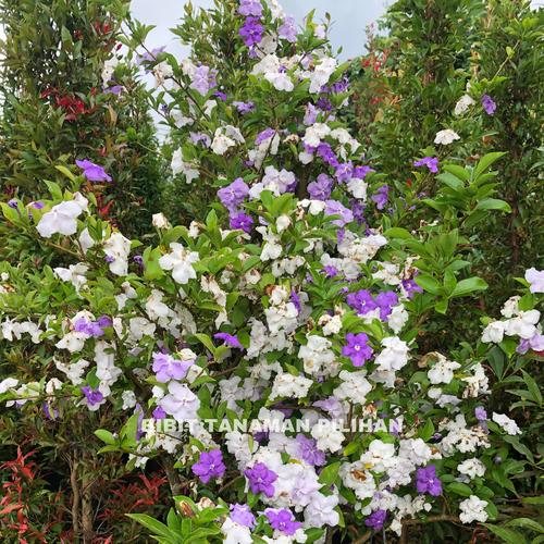 Jual BIBIT TANAMAN BUNGA MELATI COSTA WANGI LIVENTONI MANACA UNGU HARUM ...