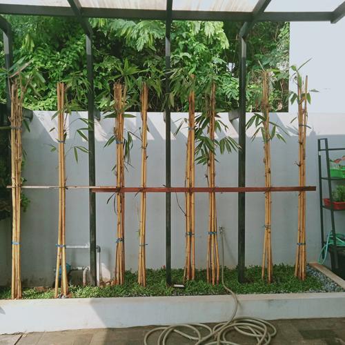 Jual bambu kuning ukuran 2meter buat pager tanaman - Kab. Bogor - Taman ...