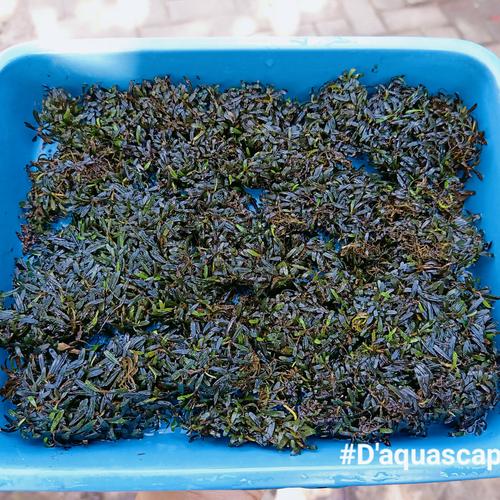 Jual Buce velvet mini micro (Aquascape) - Kab. Malang - D'Aquascape ...