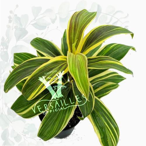 Jual Tanaman Hias Bunga Santorinora Brazil Plant - Kota Medan ...