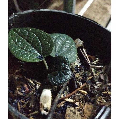 Jual Pohon sirih hitam asli kalimantan tanaman hias unique - Kota Bogor ...