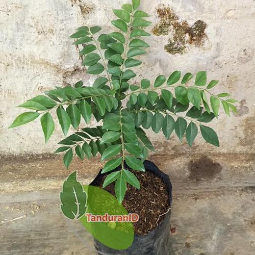 Jual TANAMAN DAUN KARI SALAM KOJA - Kab. Badung - TANDURAN NUSANTARA ...