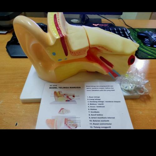 Jual Model Anatomi Telinga (Bahan PVC Durable) - Kota Bekasi - mitra ... Jual Model Anatomi Telinga (Bahan PVC Durable) - Kota Bekasi - mitra ...