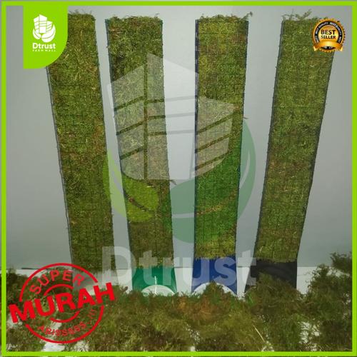 Jual Turus Mika Lapis Lumut Hidup T 60 cm L 7,5 cm Media Tanam Merambat ...