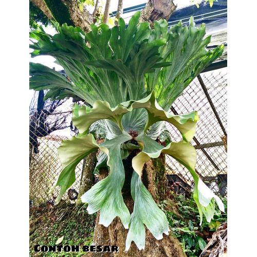 Jual platycerium wandae / simbar papua - Putih - Kab. Bangli - Jual ...
