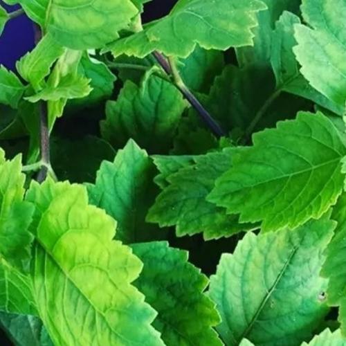 Jual daun nilam segar herbal - Kab. Pangandaran - natural herbal alam ...