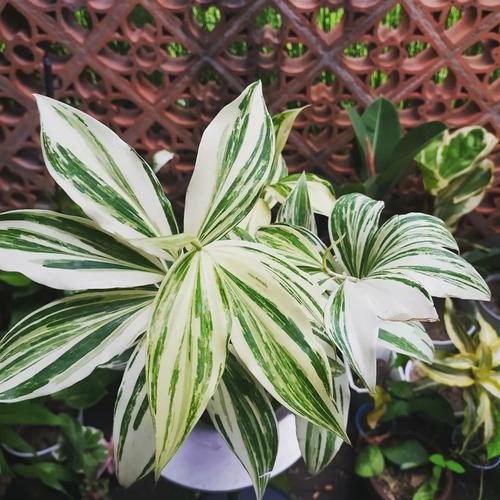Jual costus arabicus varigata / spiral ginger - Kab. Bogor - Garasi ...