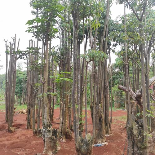 Jual Pohon Pule | Pohon Pulay | Promo Pohon Pule medium Size - Kab ...