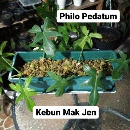Jual philodendron Pedatum / Philo Pedatum - Kota Bekasi - Kebun Mak Jen ...