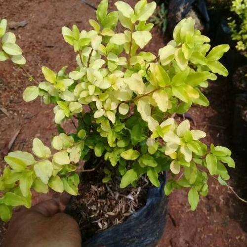 Promo Tanaman hias legistrum/pangkas kuning mini bibit tanaman - Kota ...