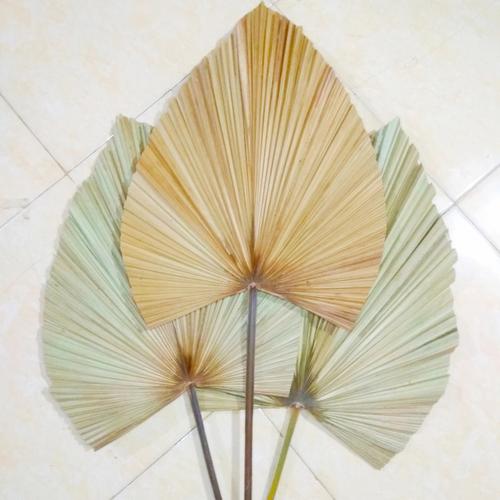 Promo Daun palm kering ukuran 35 Cm | Dried Palm Leaves - Natural - Kab ...