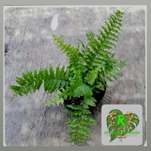 Jual Tanaman Pakis Boston Fren - Kota Depok - RizaldiFlowers | Tokopedia