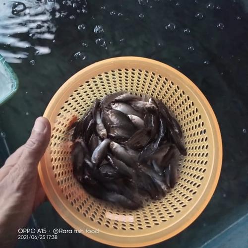 Jual pakan ikan cere laut hidup seliter - Kab. Bekasi - RaraAquatic ...