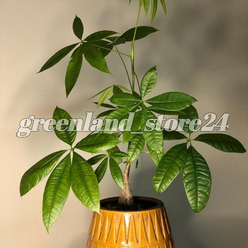 Jual bibit pohon pachira aquatica - pachira aquatica - tanaman money ...