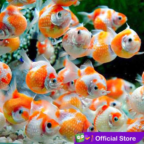 Jual Koki Mas Mutiara / Ikan Hias Aquascape Air Tawar / Ikan Koki ...