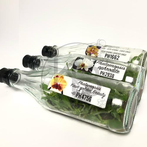Jual bibit anggrek bulan dalam botol 35 tanaman - Kota Batu - OKB ...