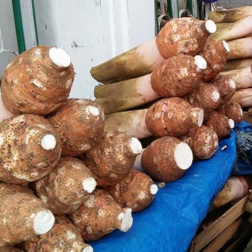 Jual talas bogor 1 buah / tales ketan asli bogor - Jakarta Selatan ...