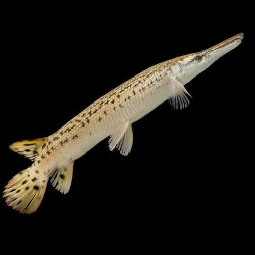 Jual ikan alligator gar, ikan predator, Tankmate predator - Kota ...