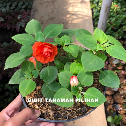 Jual TANAMAN BUNGA PACAR AIR TUMPUK BIBIT PACAR MAWAR ORANGE - Kota ...