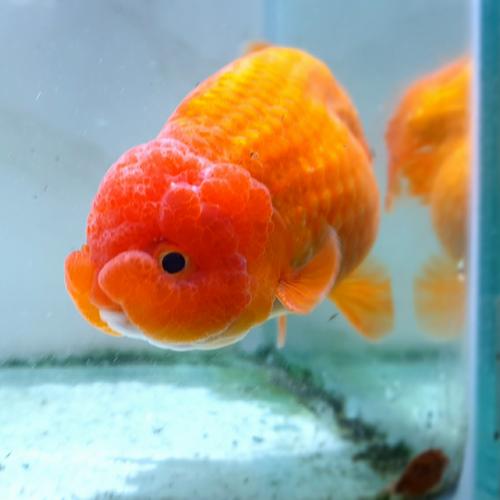 Jual mas koki lionchu ranchu gold - Jakarta Timur - Goldfish Chip ...