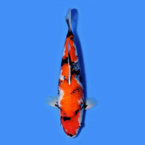 Jual showa isa koi farm - Kota Tangerang Selatan - ikikoi centre ...