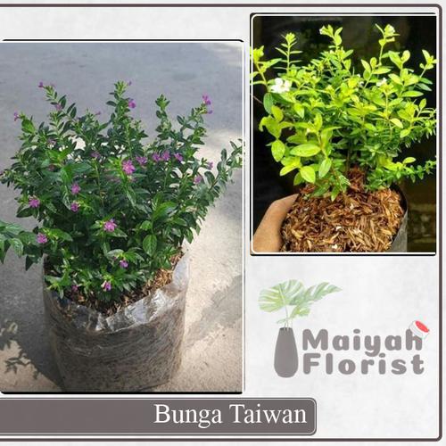 Jual Bunga Taiwan - Tanaman Hias - Putih - Kota Batu - Maiyah Florist ...