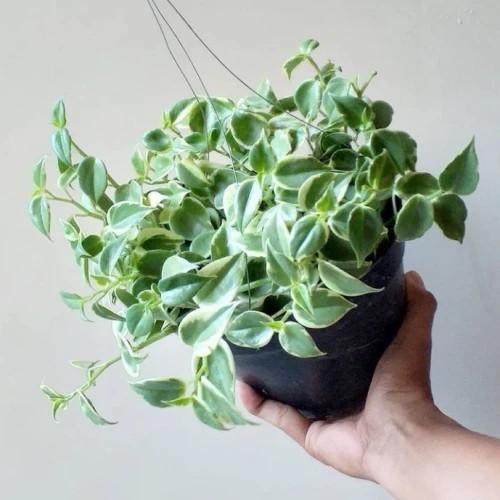 Jual Tanaman Hias Peperomia Scandens Variegata Terang Bulan + Pot ...