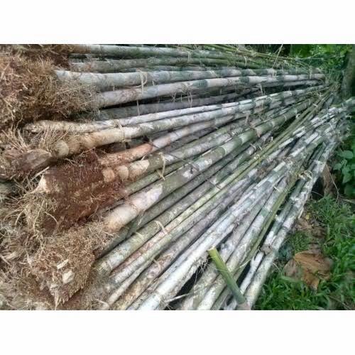Jual Pohon Bambu Jepang - Tanaman Pagar Hidup - Kab. Bogor - NAVIKA ...