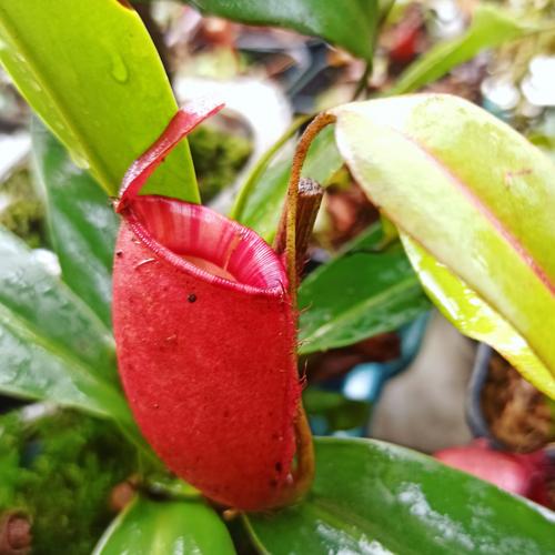 Jual Tanaman Karnivora Nepenthes Orbiculata(viking) X Ampullaria Red ...