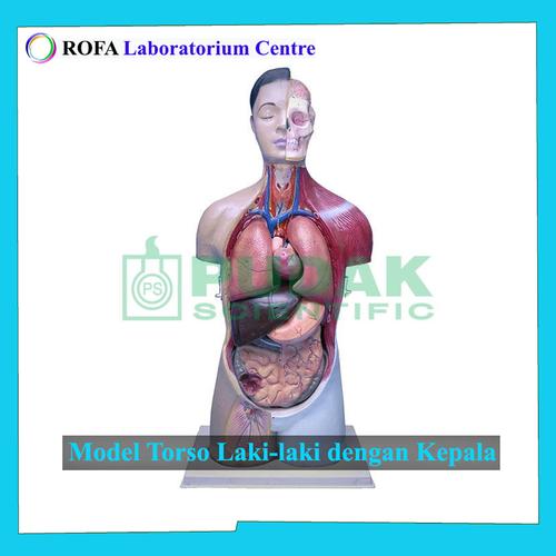 Jual Model Torso / Model Anatomi Tubuh Manusia / Trunk / Model Tubuh ...
