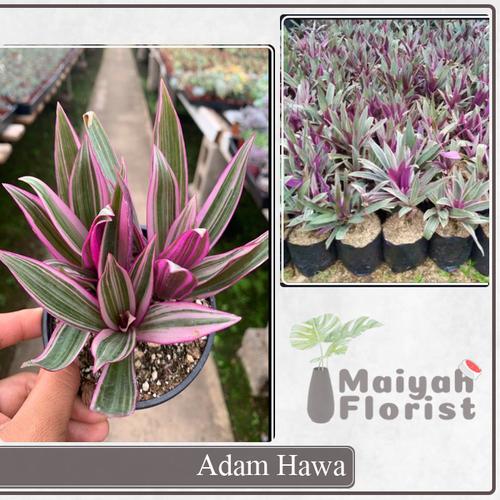 Jual Adam Hawa / Nanas Kerang - Tanaman Hias - Rhoeo discolor - Kota ...