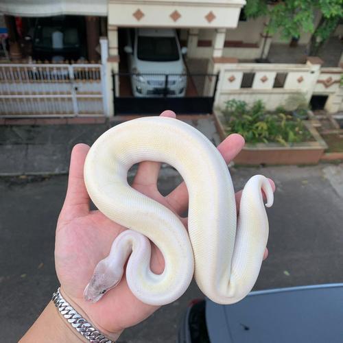 Jual ballpython lucy super mojave - Kab. Tangerang - ballpythonindo | Tokopedia
