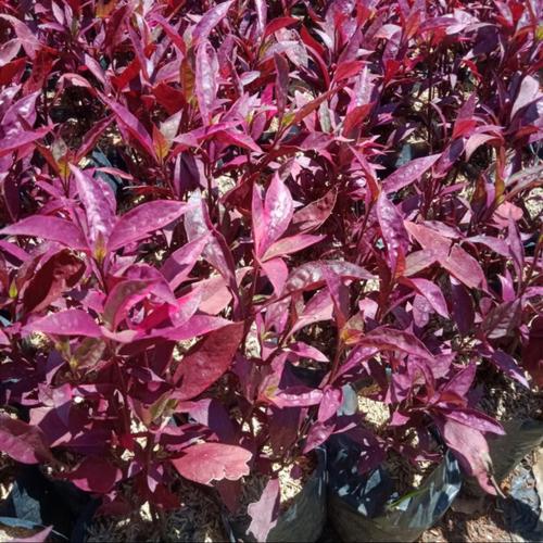 Jual pohon erpah merah - tanaman erpah merah - Kab. Bogor ...