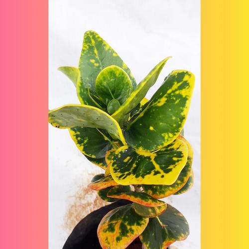 Jual pohon puring koin kuning - Kota Depok - DUSERStore | Tokopedia