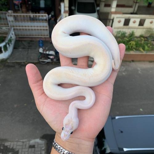Jual ball python ivory scaleless head female - Kab. Tangerang ...