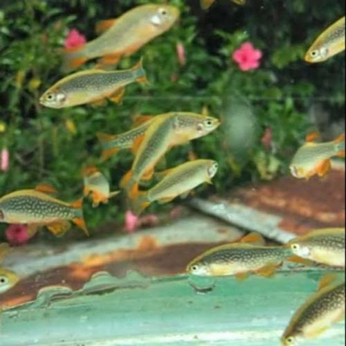 Jual ikan galaxy rasbora isi 10 ekor - Kab. Bandung - pratama aquascape ...