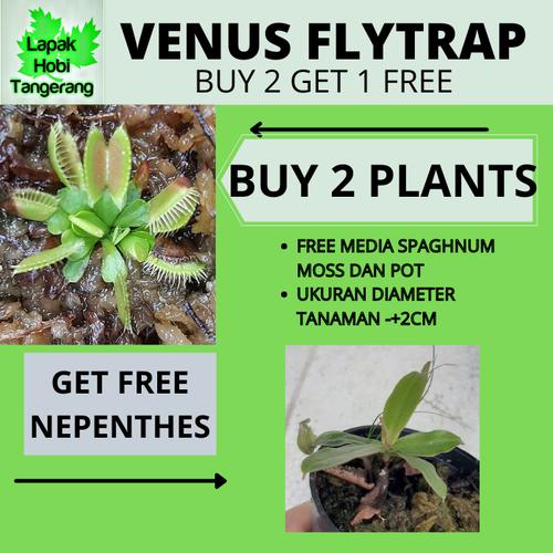 Jual Venus Fly Trap (Tanaman lengkap dengan pot) - Kab. Tangerang ...