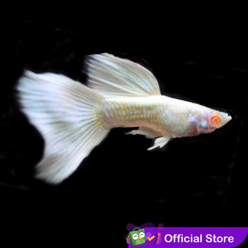 Jual Guppy Albino Full Platinum ( AFP ) / Ikan Hias Air Tawar Aquascape - Betina - Kota ...