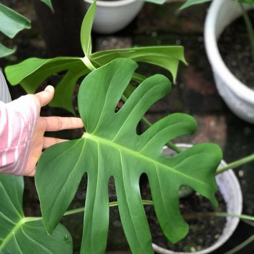 Jual Monstera Deliciosa Tipe B - Kota Tangerang Selatan - monsterainc ...