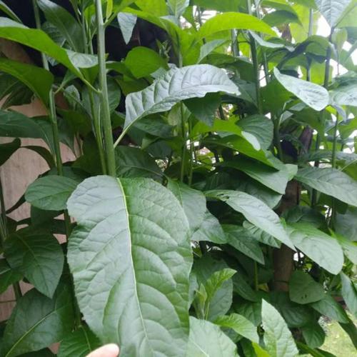 Jual Stek Daun Afrika, Bibit Daun Afrika, Stek Pohon Insulin, Pohon ...