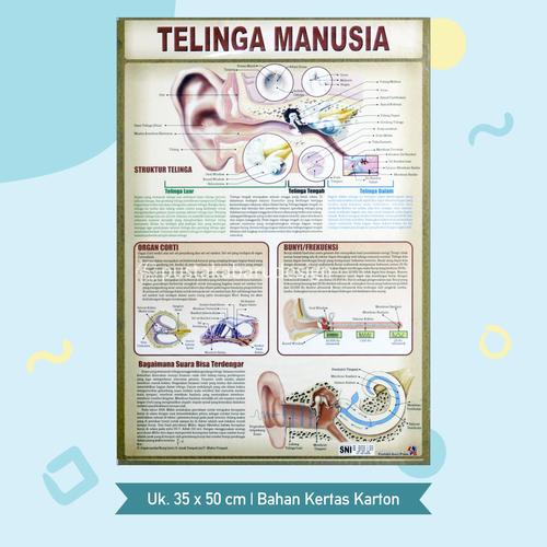 Jual Poster Lembaran Uriner Saraf Cranial Tenggorokan Telinga Manusia ...