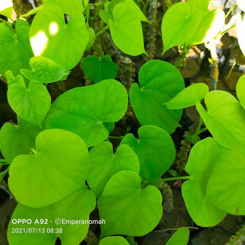 Jual Bibit Tanaman Herbal Bratawali atau Brutowali Asal Semai Batang ...