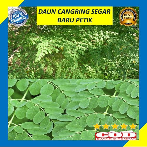 Jual Daun Cangkring 250 Gram Pohon Gamal Obat Herbal Baru Petik - Kab ...
